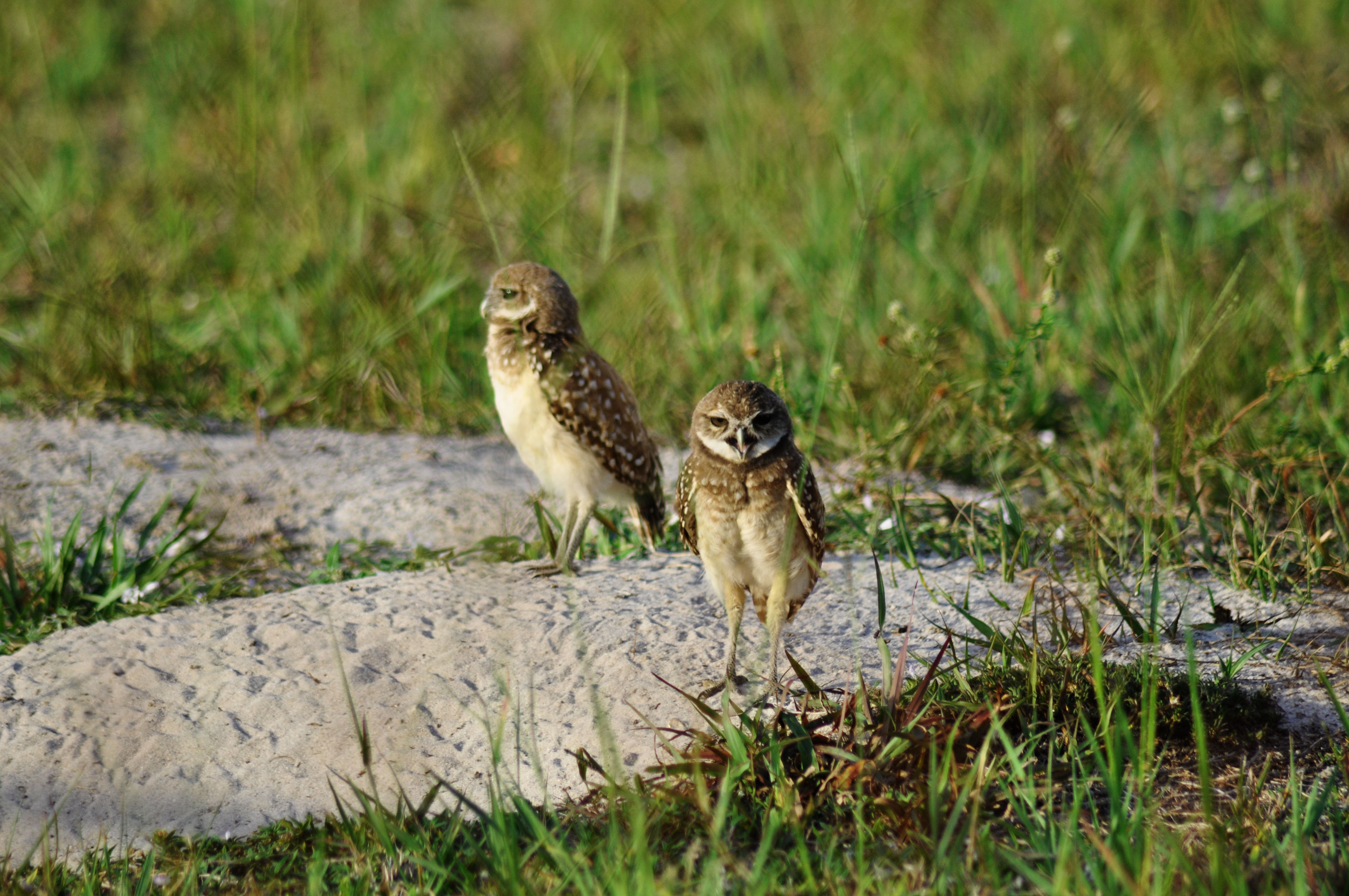 Burrowing Owl Gallery - Candid Wildlife Photography & Blog ...